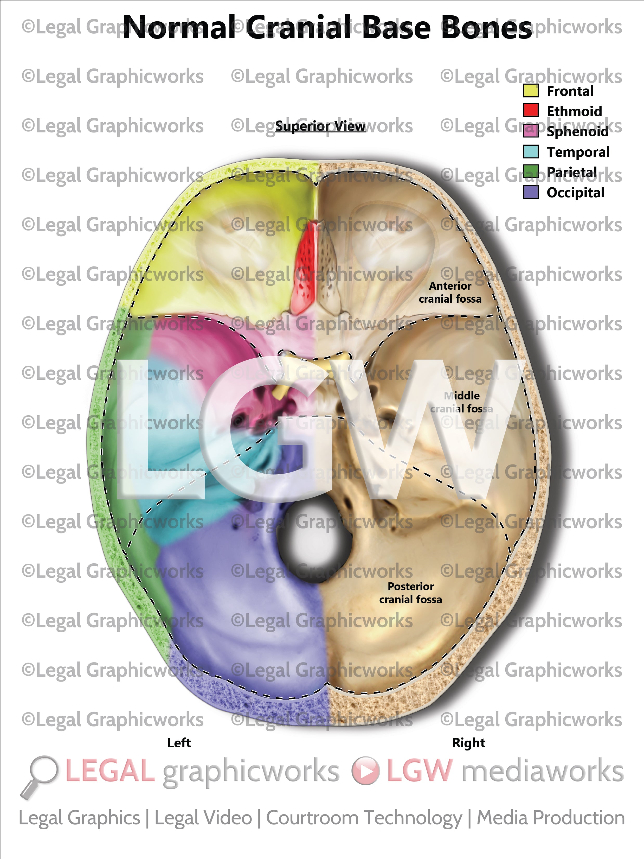 Normal Cranial Base Bones – LGWgo