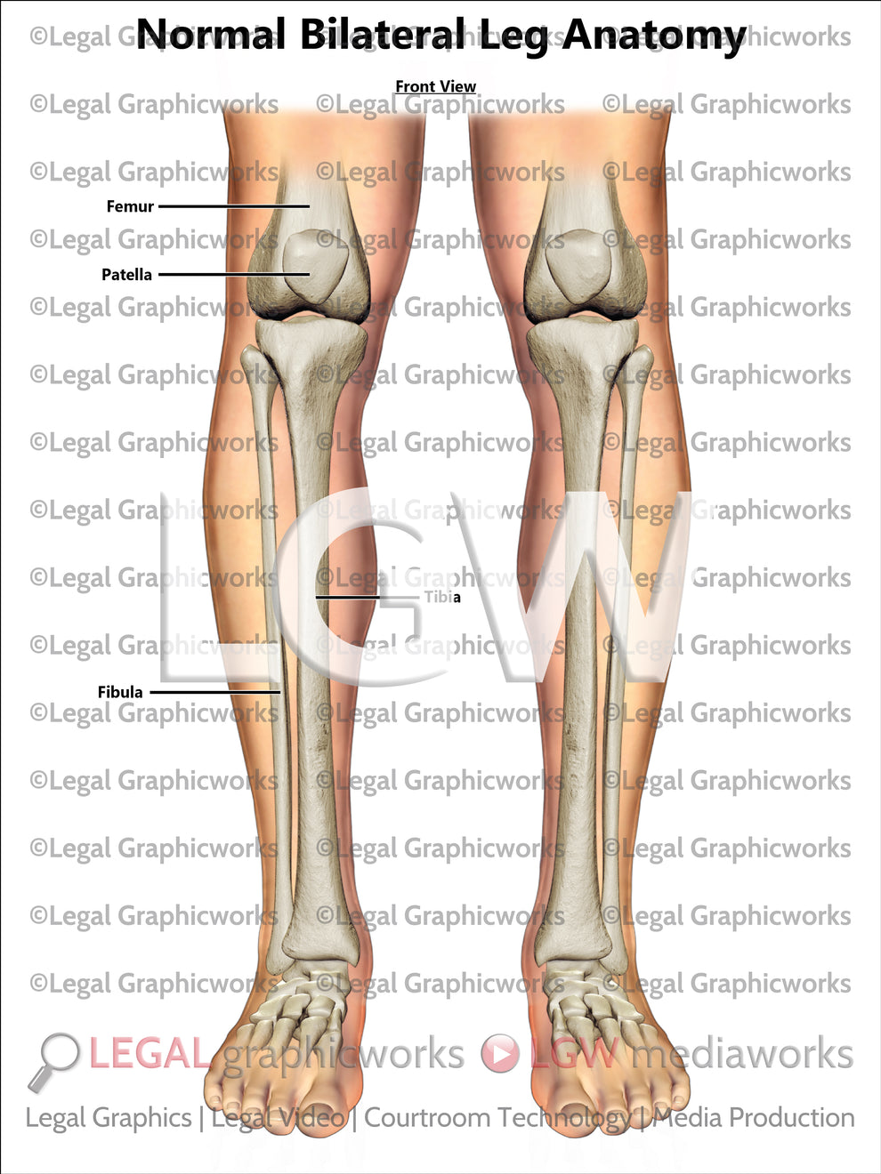 Normal Bilateral Leg Anatomy – LGWgo