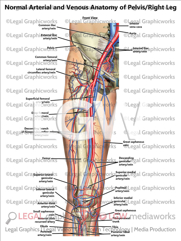 Normal Arterial and Venous Anatomy of Pelvis/Right Leg – LGWgo